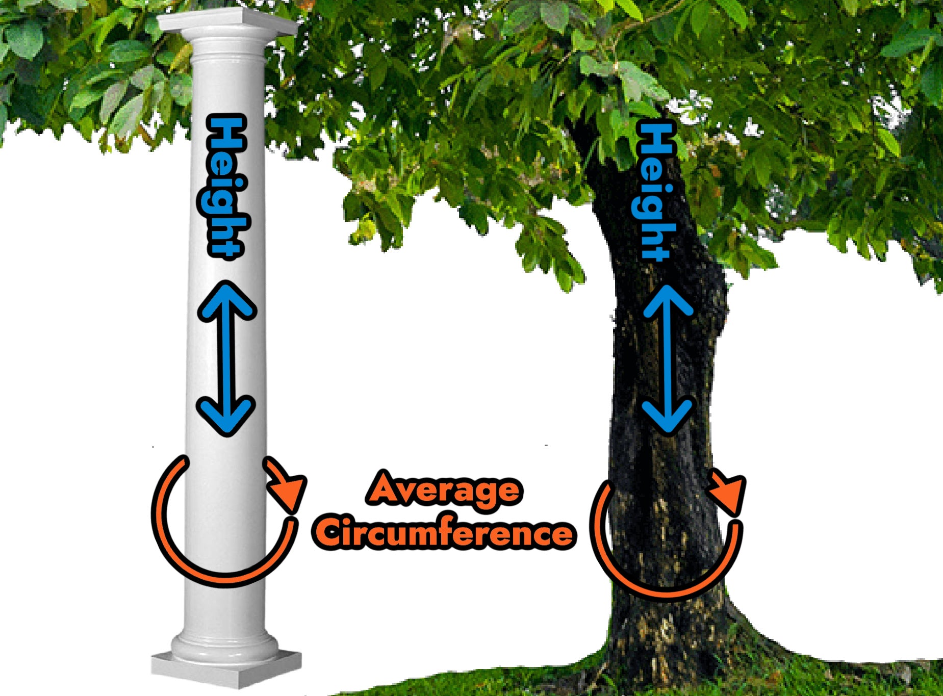 Pine Tree Calculator – Lets Get Lit Supply